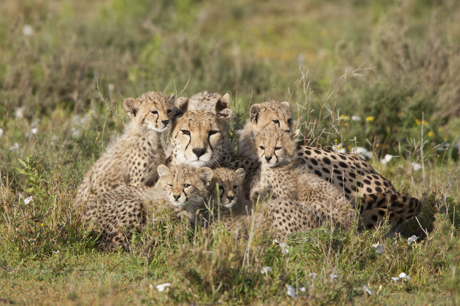 tanzania_cheetah-2_CES - Cheesemans Ecology Safaris