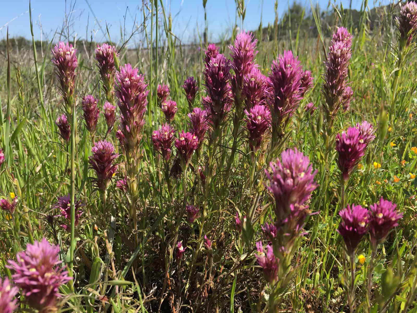Wildflowers and Birds Day Trips